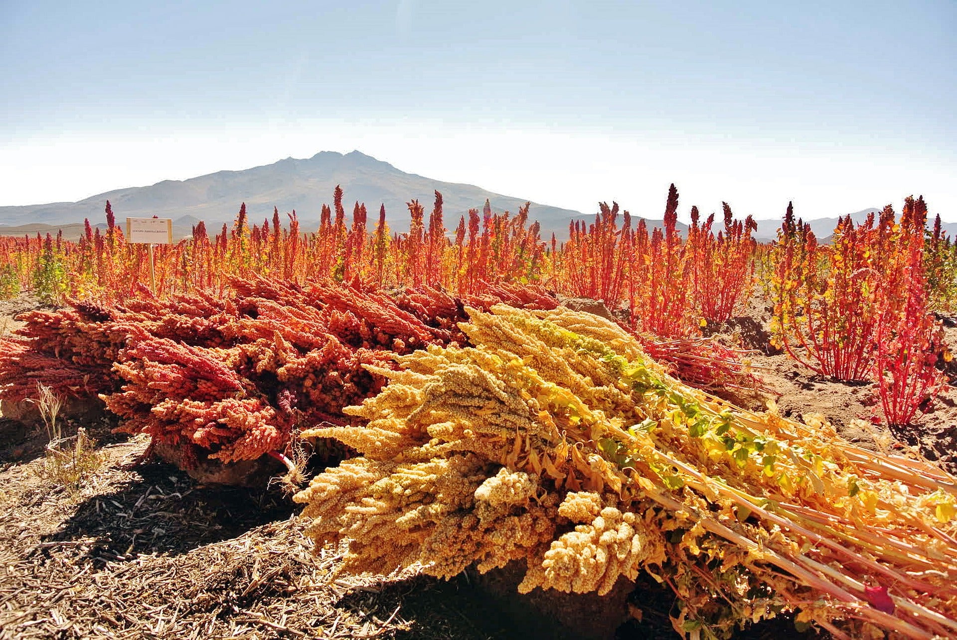 Conociendo La Quinoa conociendo-la-quinoa