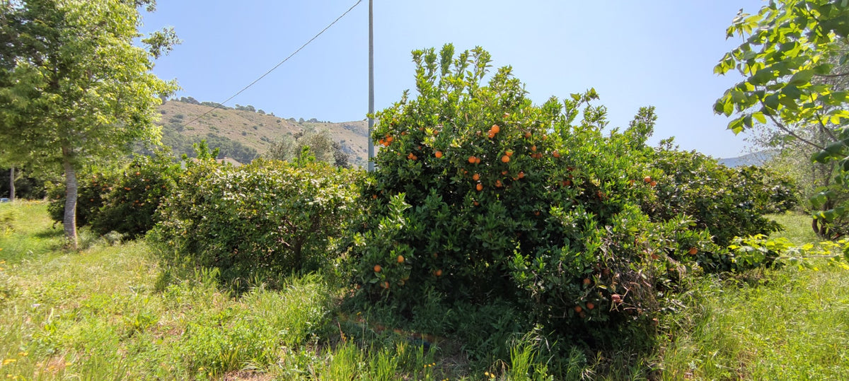 BIOFRUITNET: transferencia de conocimientos sobre fruta ecológica