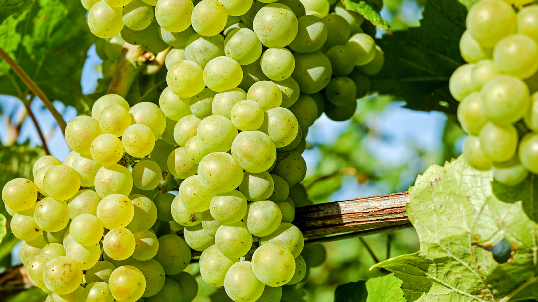 Cuajado de frutos y los bioestimulantes agrícolas para plantas